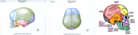 What is Craniosacral Therapy? Swindon & Shrivenham